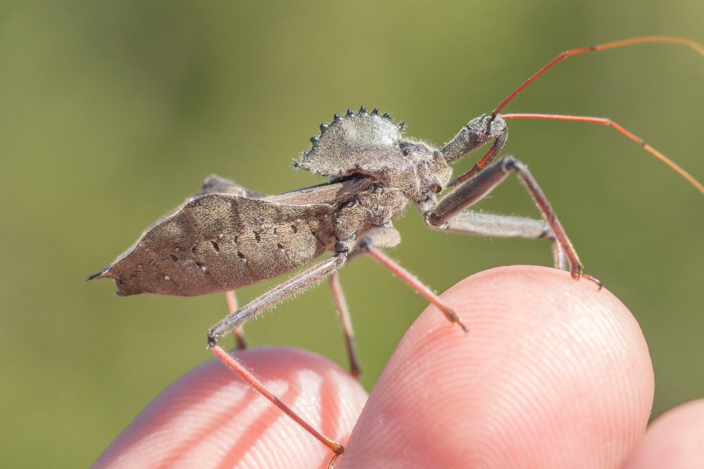 What kind of bug is a bug? | The Prairie Ecologist