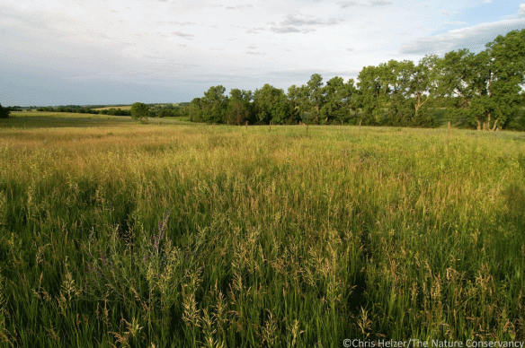 Letting nature take its course | The Prairie Ecologist