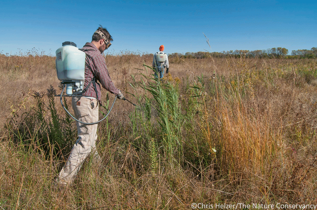Remembering Why We’re Fighting Invasive Plants | The Prairie Ecologist