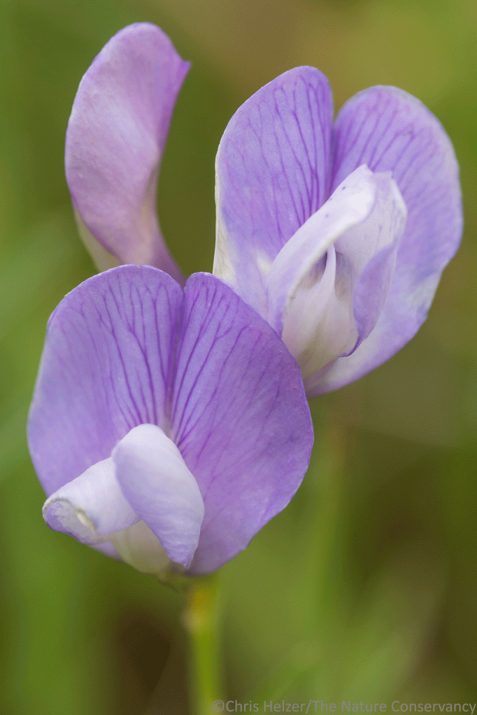 On Becoming a Wise Old Person of the Prairie | The Prairie Ecologist