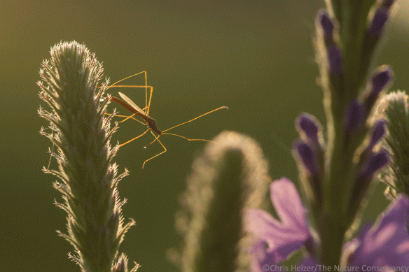 Natural History Bites | The Prairie Ecologist