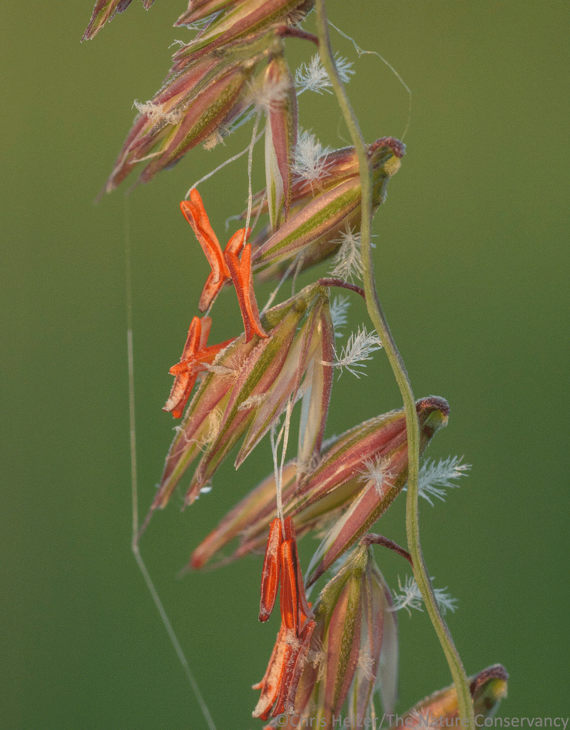 Grasses Have Flowers Too | The Prairie Ecologist