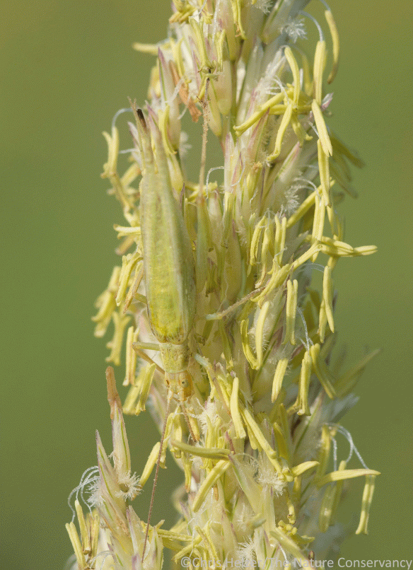 Grasses Have Flowers Too | The Prairie Ecologist