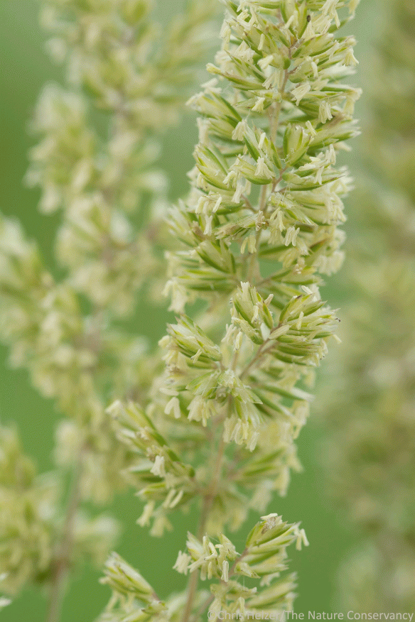 Grasses Have Flowers Too | The Prairie Ecologist