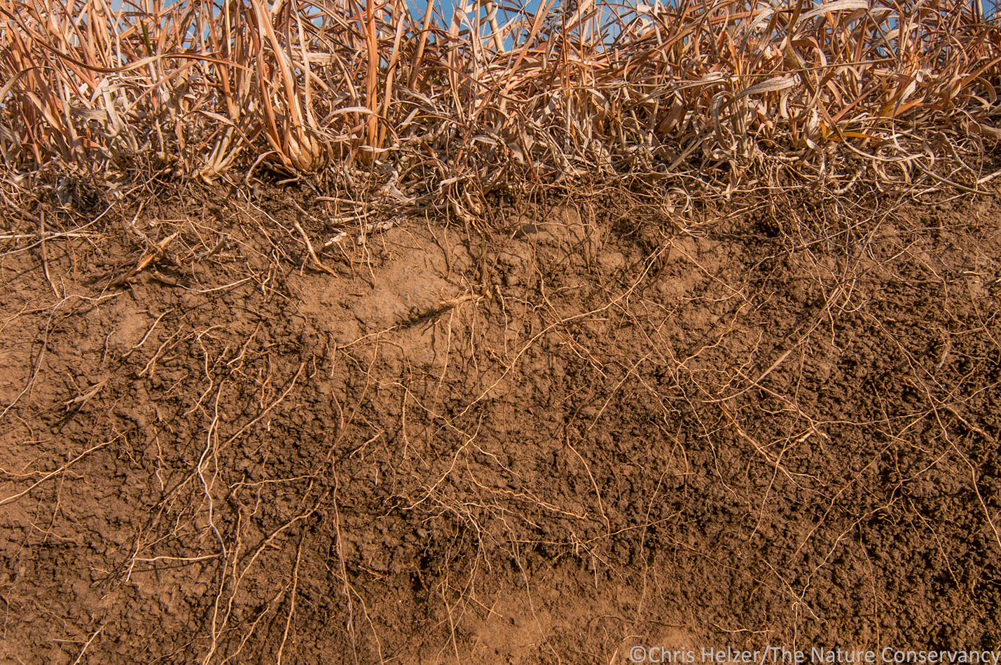 A Deep-Rooted Prairie Myth | The Prairie Ecologist