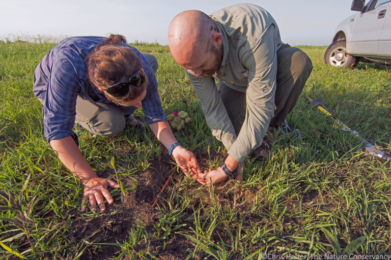 A Deep-Rooted Prairie Myth | The Prairie Ecologist