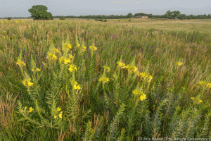 A Deep-Rooted Prairie Myth | The Prairie Ecologist