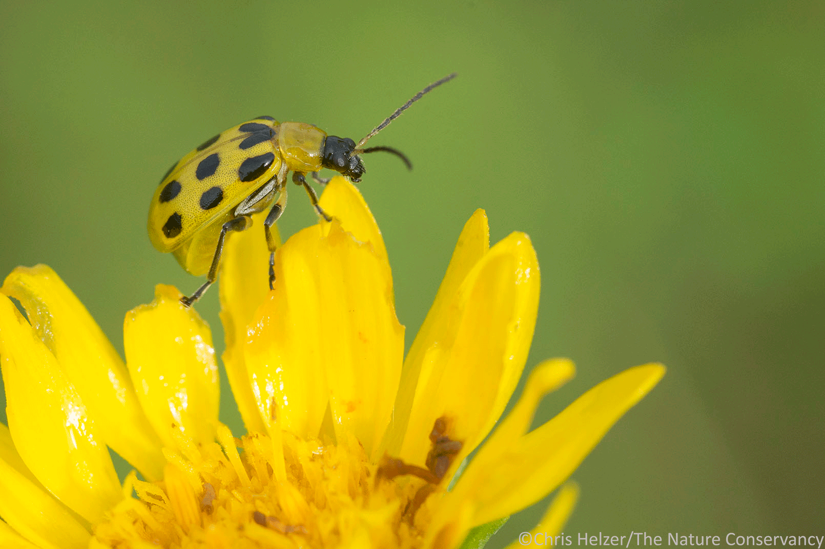 Have you Spotted This Beetle? | The Prairie Ecologist