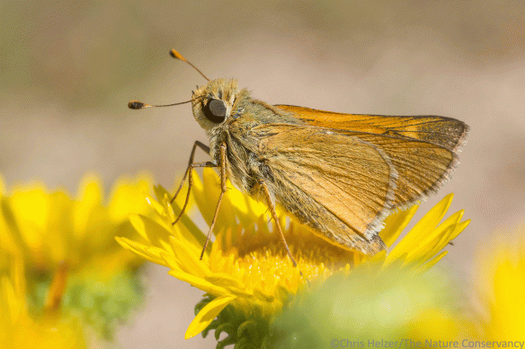 Butterfly Hunting | The Prairie Ecologist