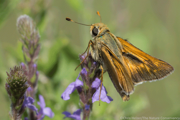 Butterfly Hunting | The Prairie Ecologist