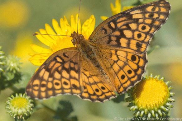 Butterfly Hunting | The Prairie Ecologist