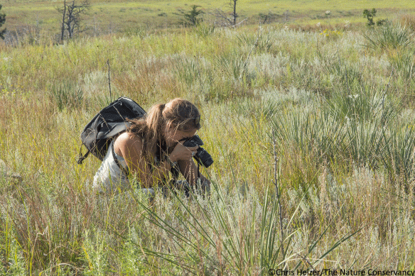 Butterfly Hunting | The Prairie Ecologist