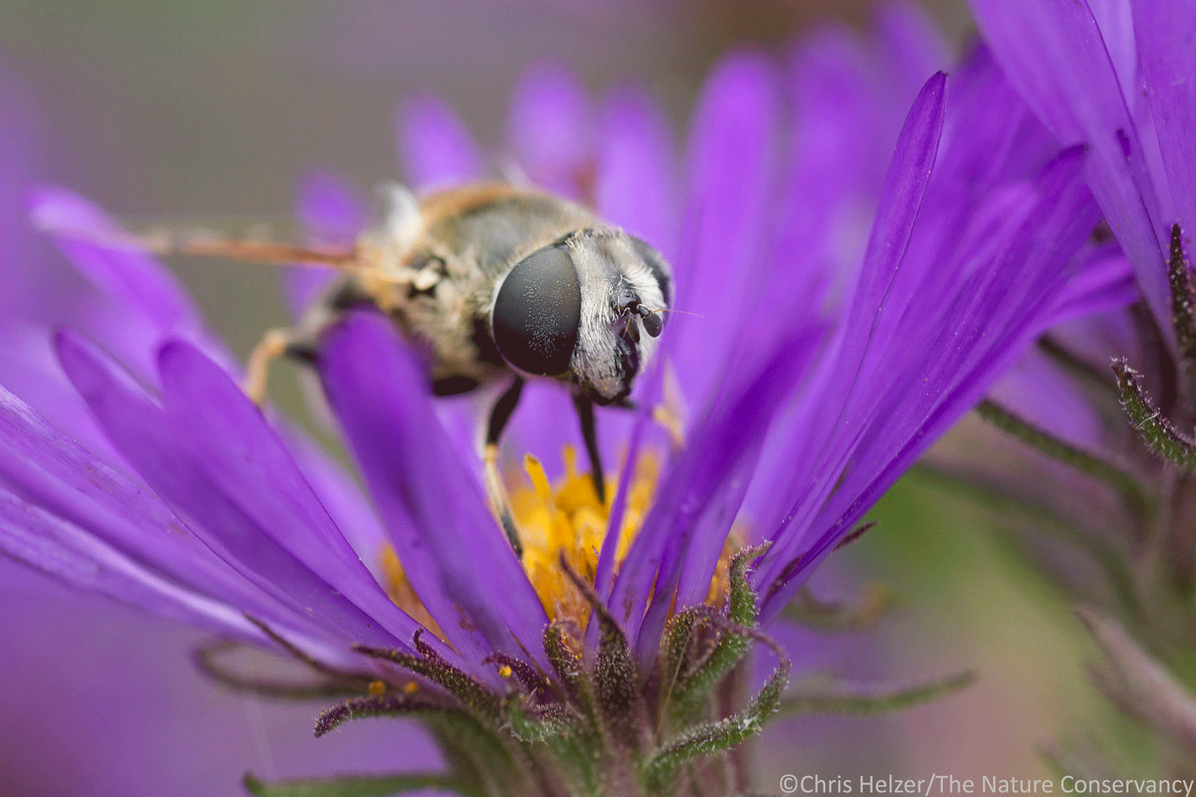 Flies, Flies, and More Flies | The Prairie Ecologist