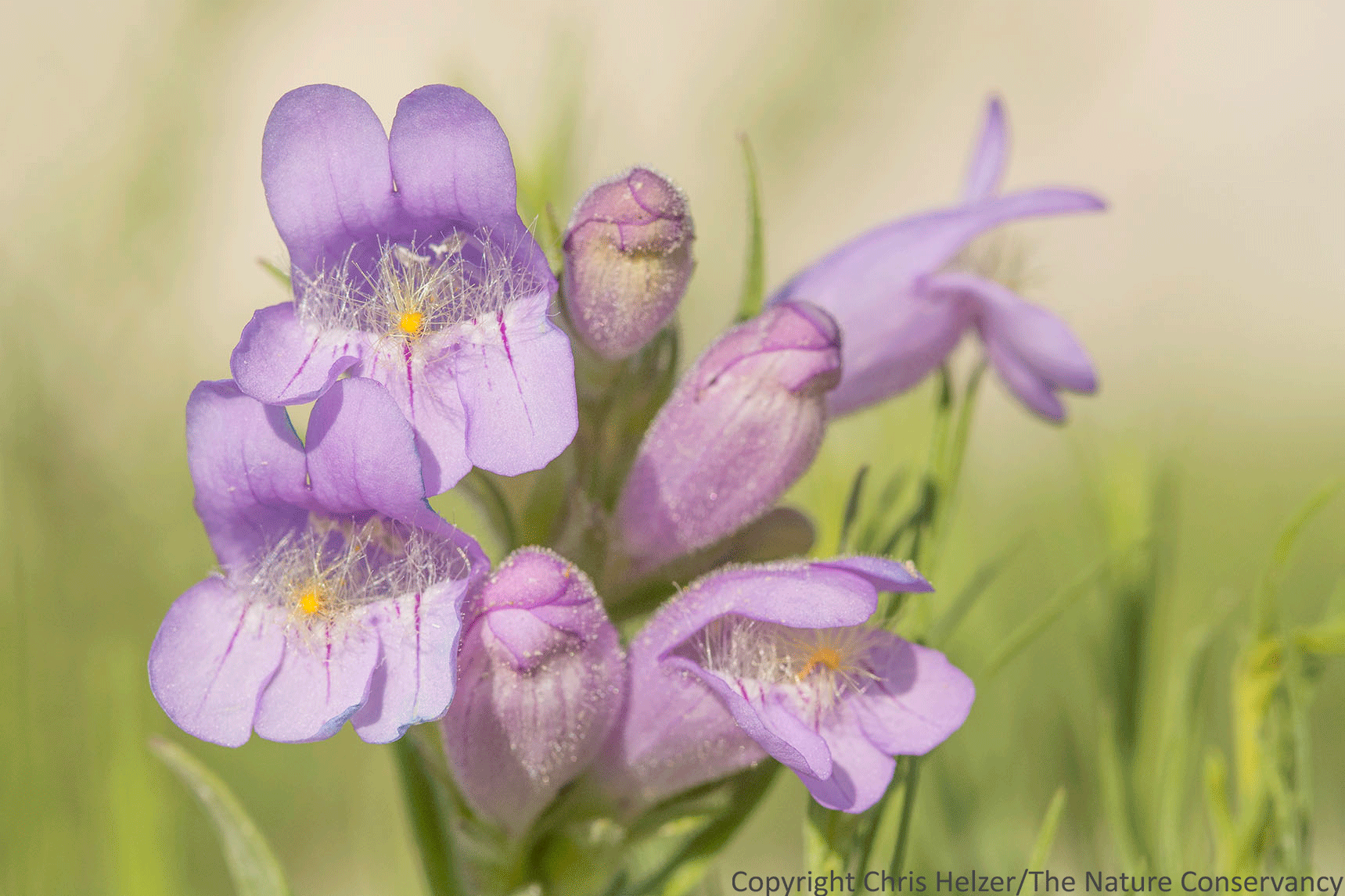 166 | The Prairie Ecologist