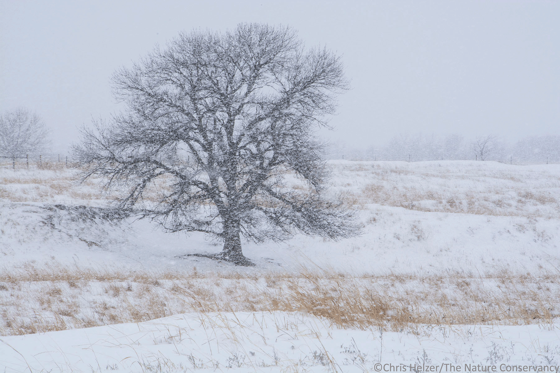205 | The Prairie Ecologist