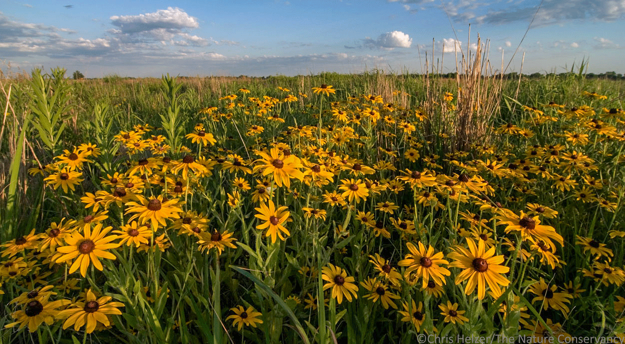 It’s Limerick Time! | The Prairie Ecologist