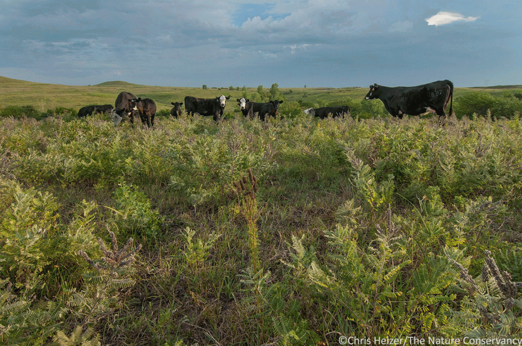 What Does Habitat Look Like on a Ranch? | The Prairie Ecologist