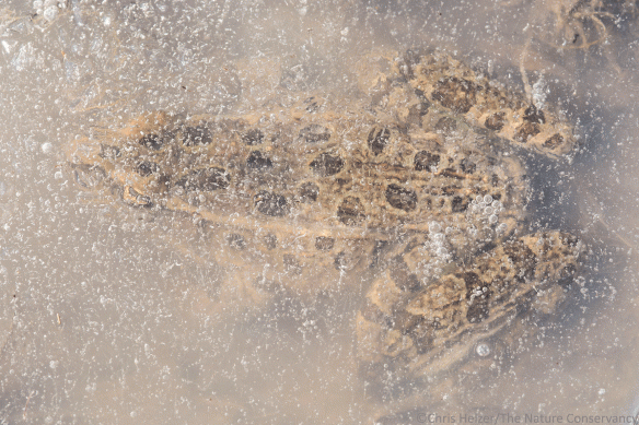 Frogs on Ice | The Prairie Ecologist