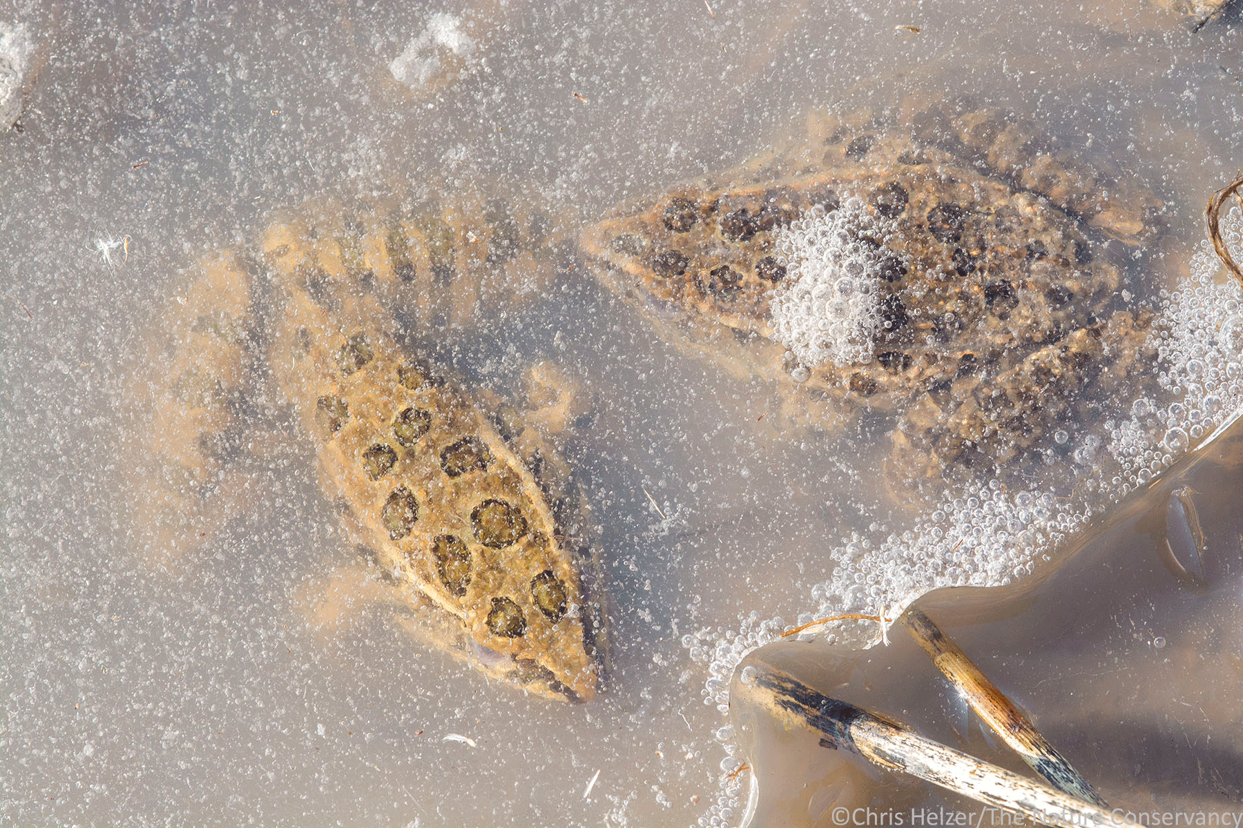 Frogs on Ice | The Prairie Ecologist