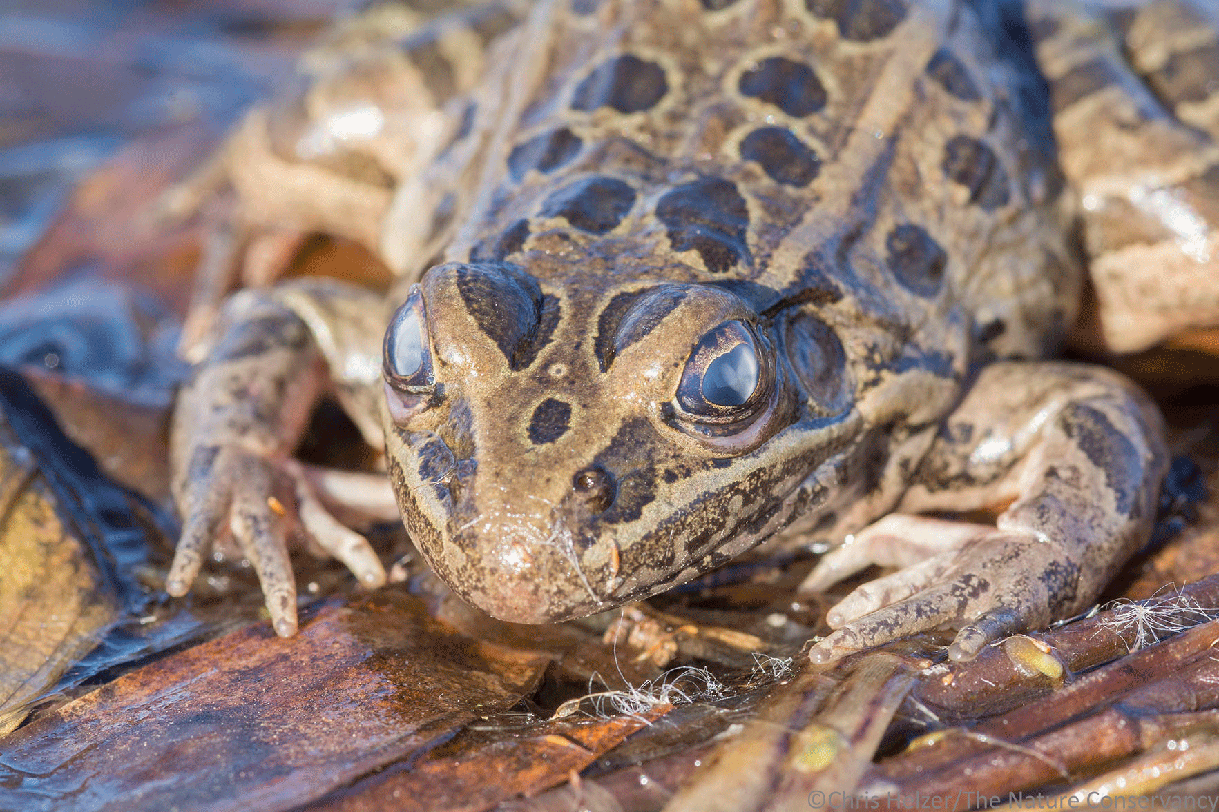 Frogs on Ice | The Prairie Ecologist