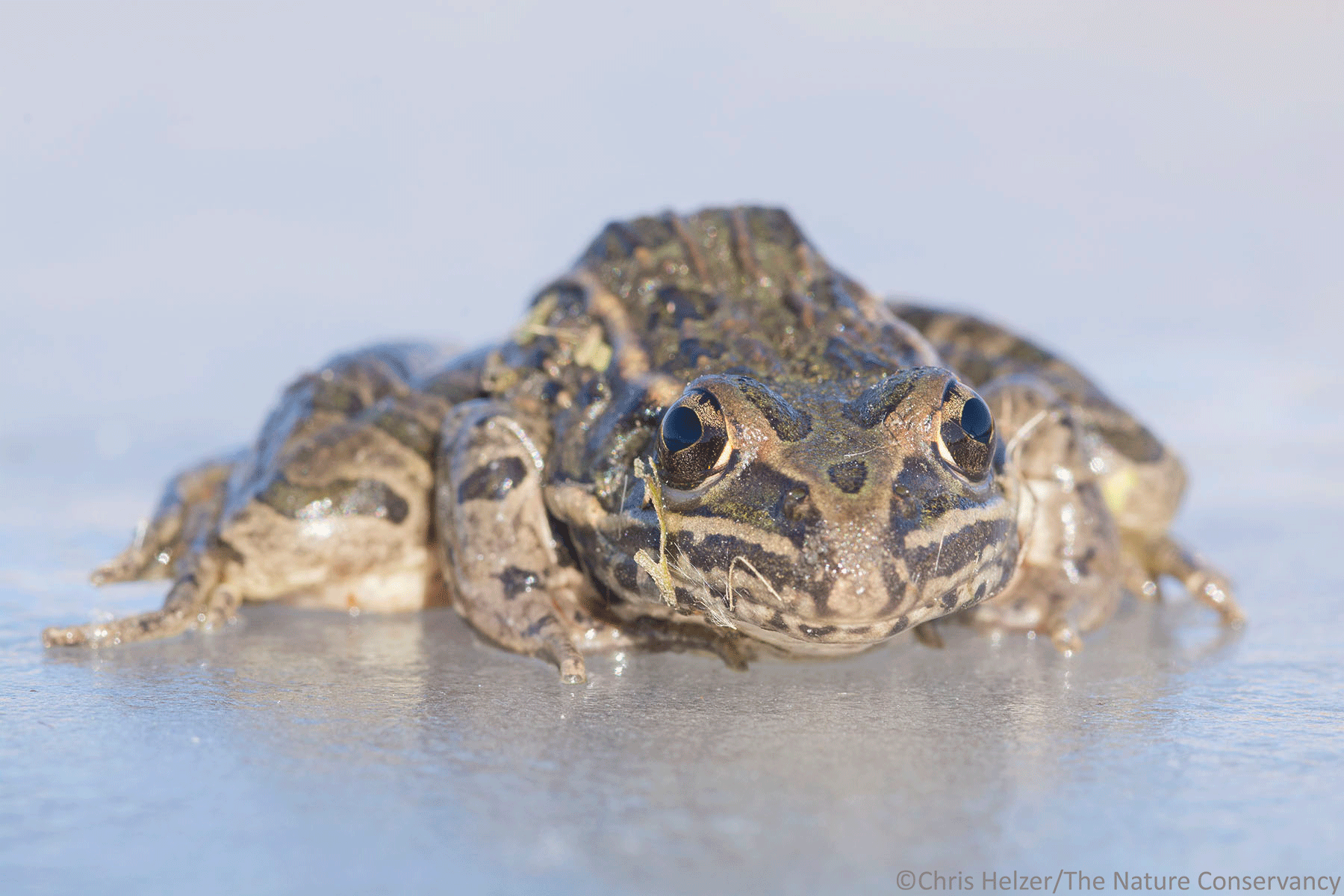 Frogs on Ice | The Prairie Ecologist