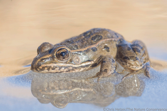 Frogs on Ice | The Prairie Ecologist