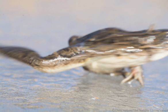 Frogs on Ice | The Prairie Ecologist