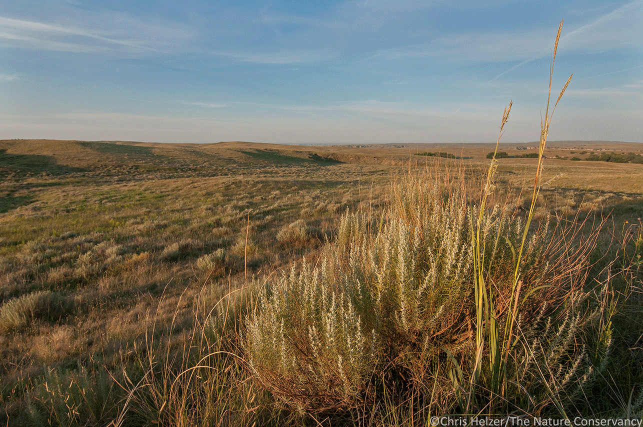 Why Telling Prairie Stories Matters | The Prairie Ecologist