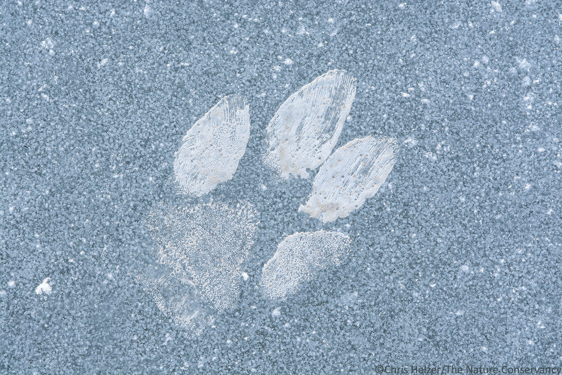 Photos of the Week – January 24, 2020 | The Prairie Ecologist