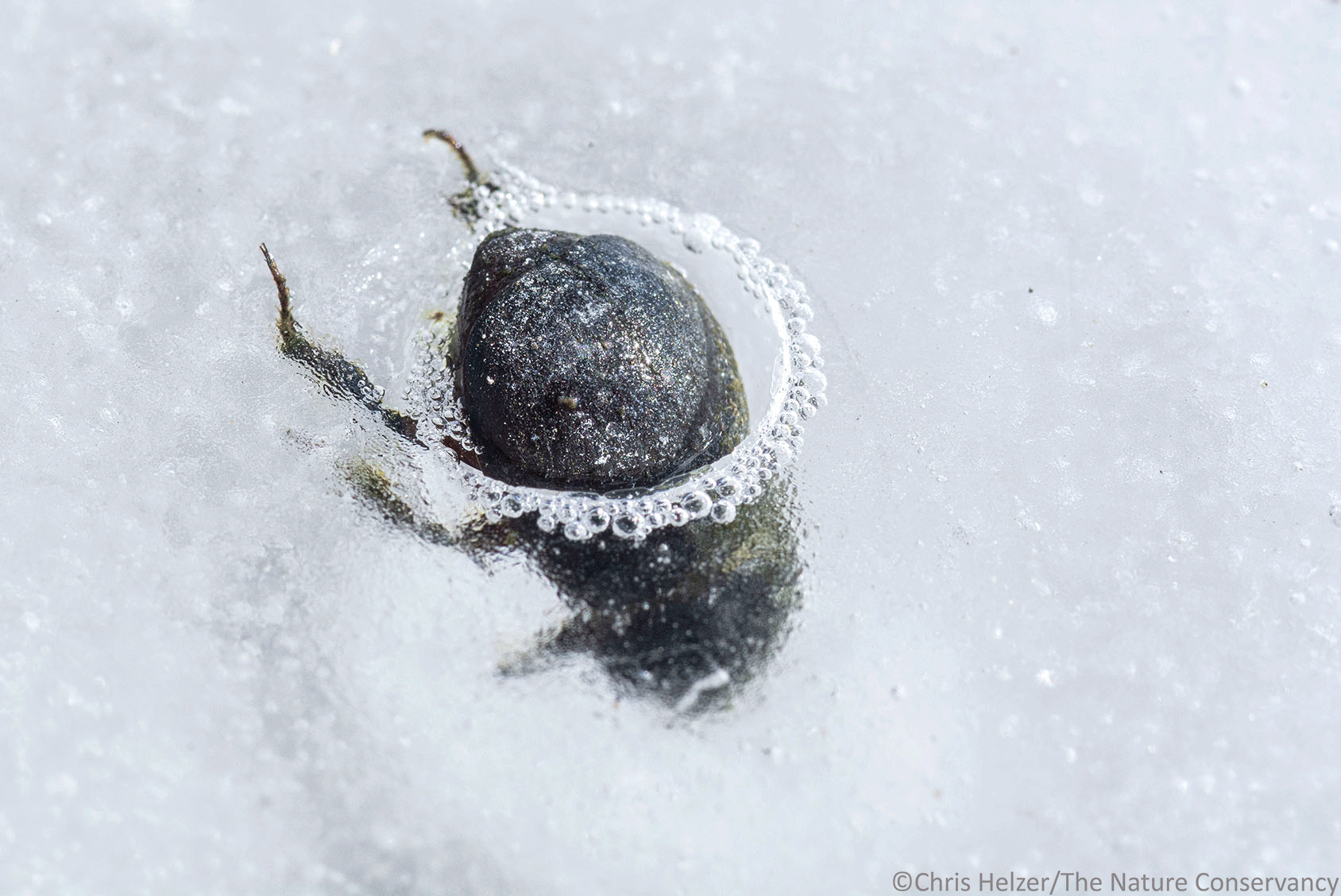 Frozen Beetles: The Mystery Continues | The Prairie Ecologist