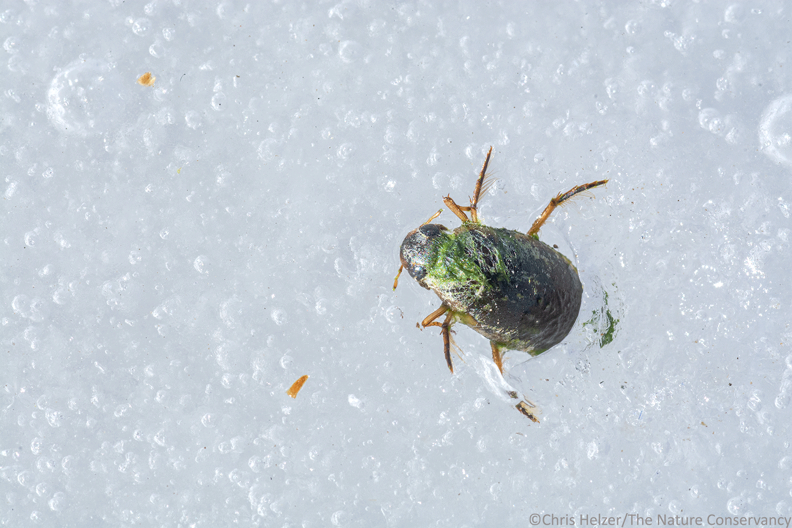 Frozen Beetles: The Mystery Continues | The Prairie Ecologist