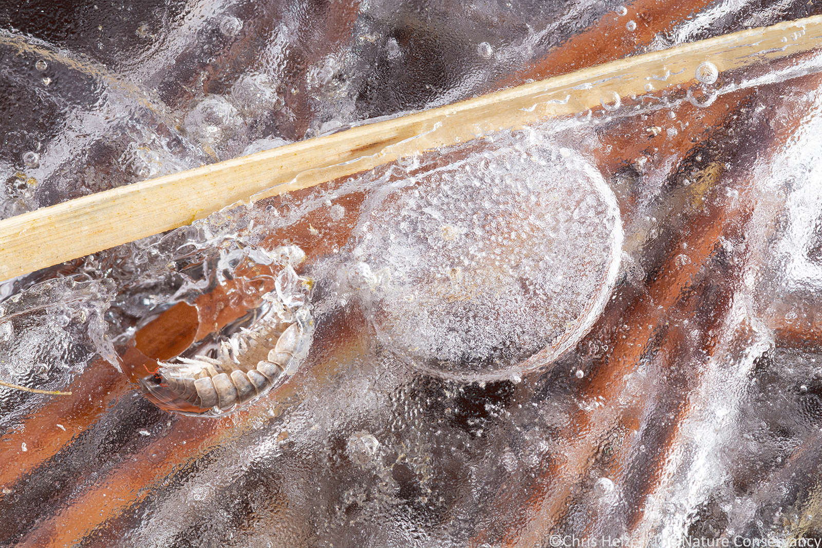 Frozen Beetles: The Mystery Continues | The Prairie Ecologist