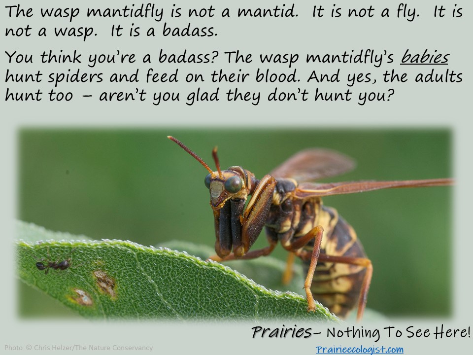 Prairie Memes | The Prairie Ecologist