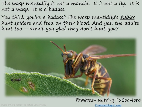 Prairie Memes | The Prairie Ecologist