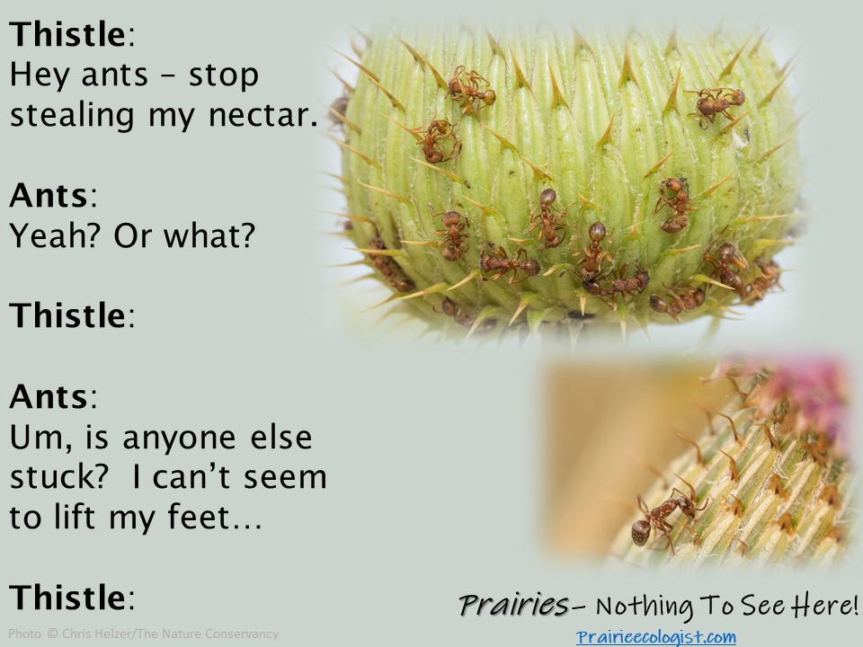 Prairie Memes | The Prairie Ecologist