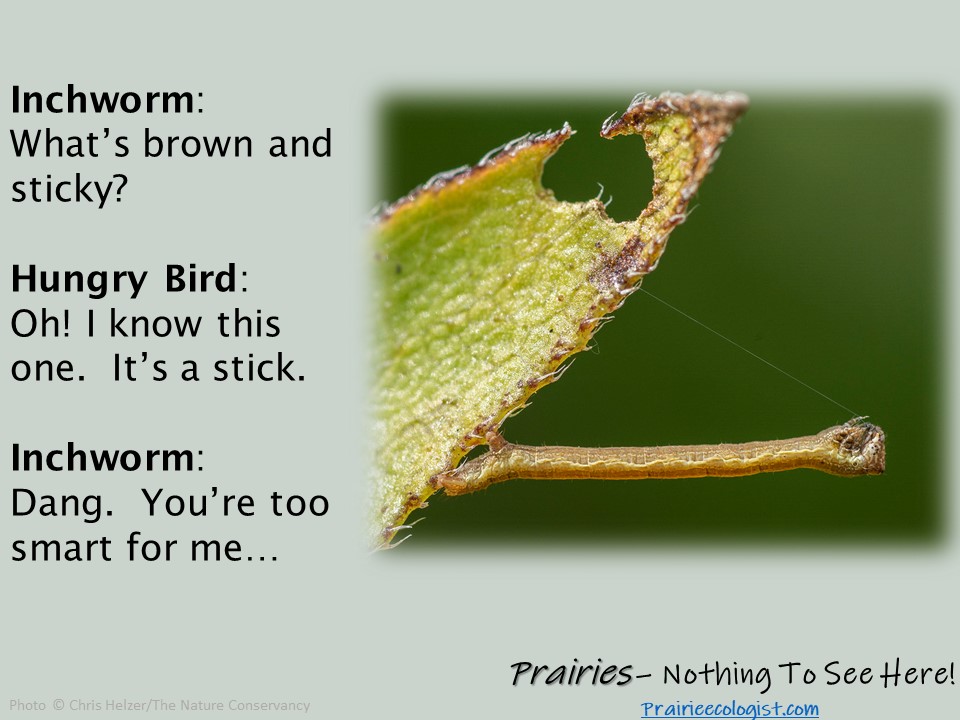 Prairie Memes | The Prairie Ecologist