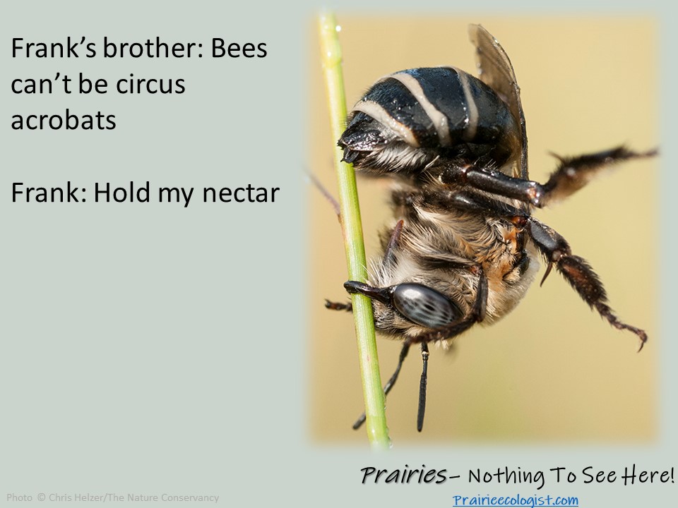 Prairie Memes | The Prairie Ecologist
