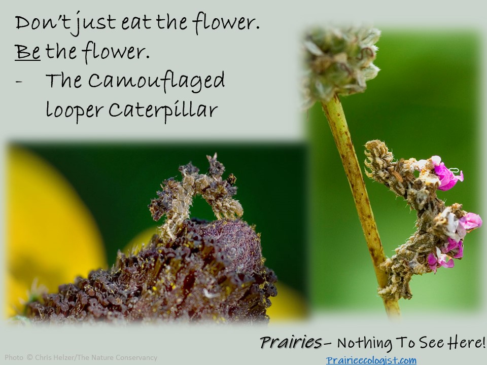 Prairie Memes | The Prairie Ecologist