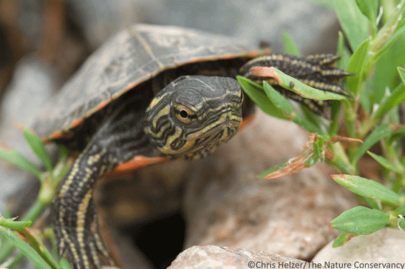 A Prairie Gallimaufry | The Prairie Ecologist