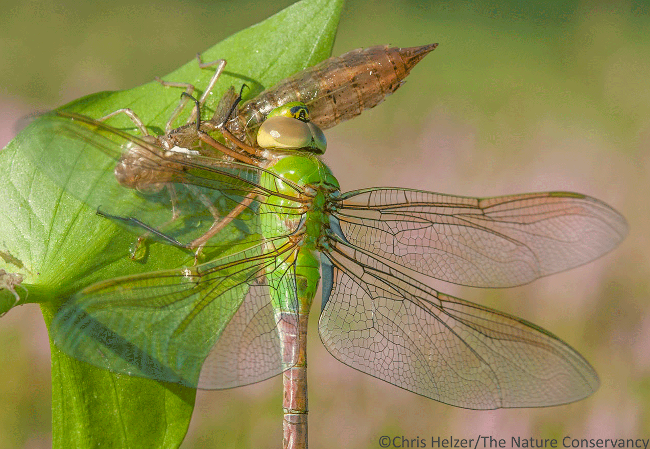 Quarantine Quiz #3 | The Prairie Ecologist