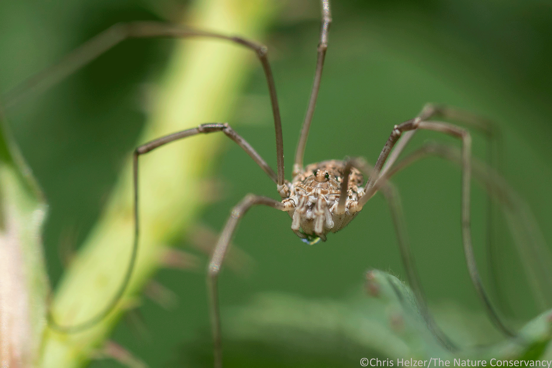 A Couple Announcements and A Terrific Non-Spider | The Prairie Ecologist