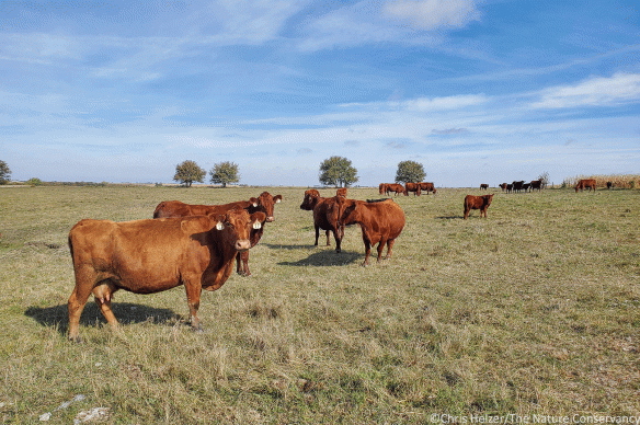 Celebrating Color, Movement and Noise in an Evolving Prairie | The ...