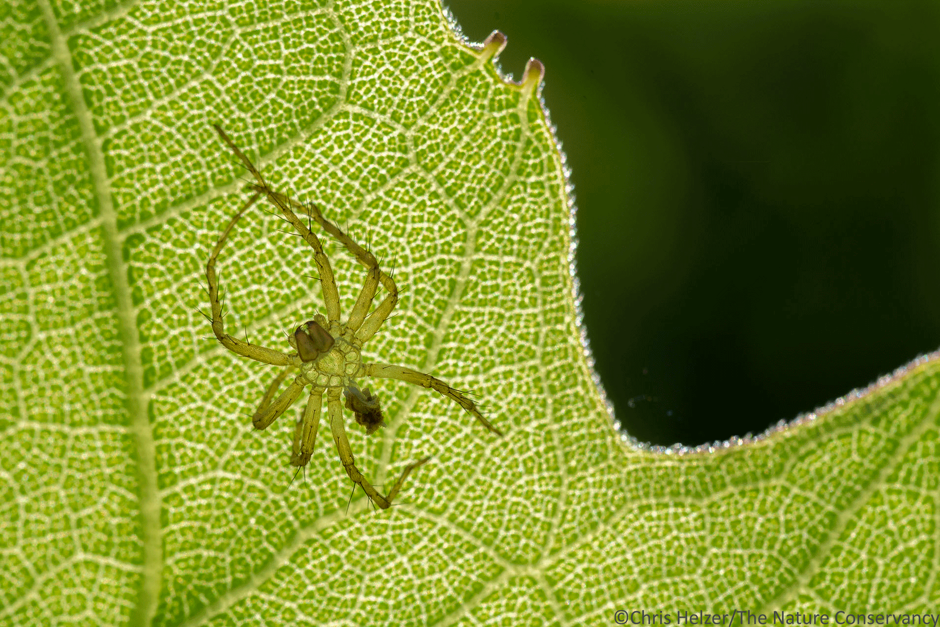 Photos of the Week – June 19, 2020 | The Prairie Ecologist