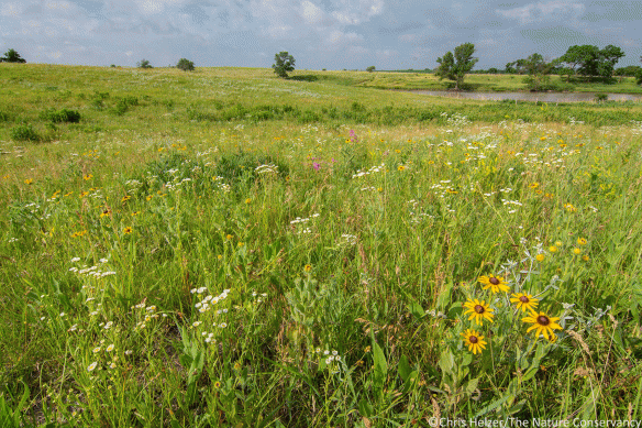 Celebrating Color, Movement and Noise in an Evolving Prairie | The ...