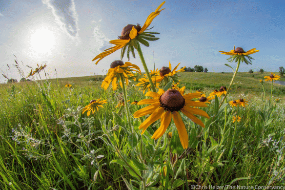 Celebrating Color, Movement and Noise in an Evolving Prairie | The ...