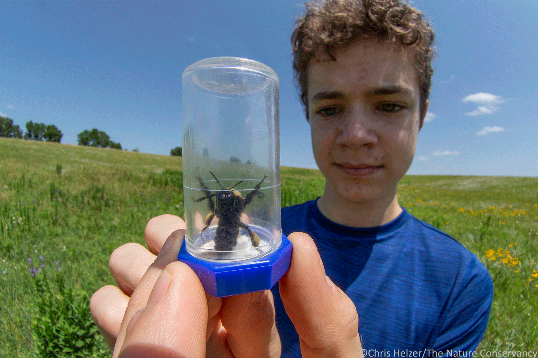 Bumble Bee Watching for Science and Family | The Prairie Ecologist