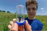 Bumble Bee Watching for Science and Family | The Prairie Ecologist