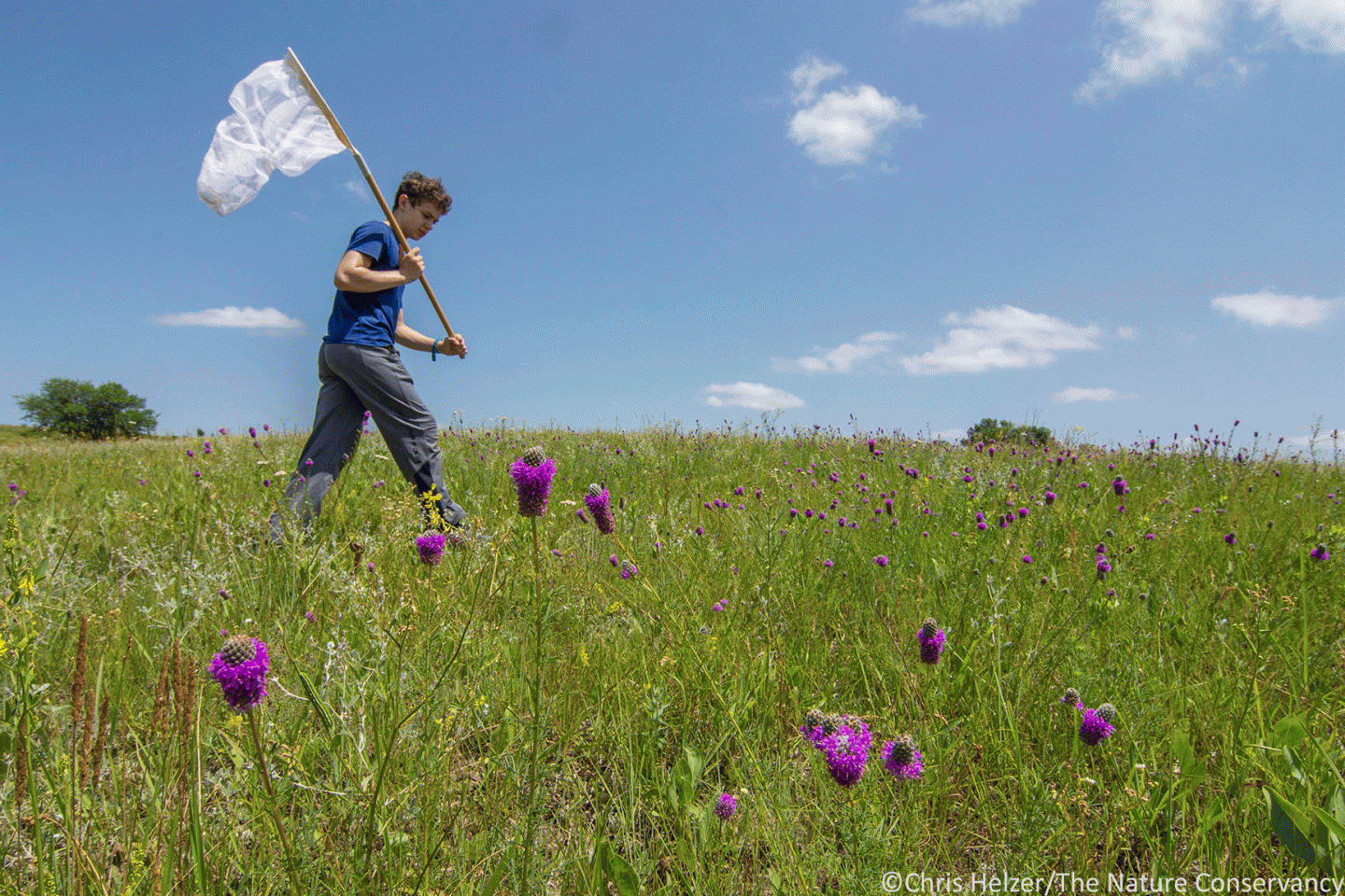 Bumble Bee Watching for Science and Family | The Prairie Ecologist