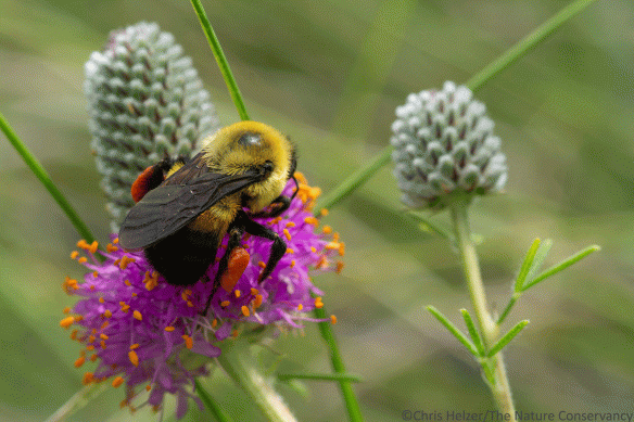 Bumble Bee Watching for Science and Family | The Prairie Ecologist