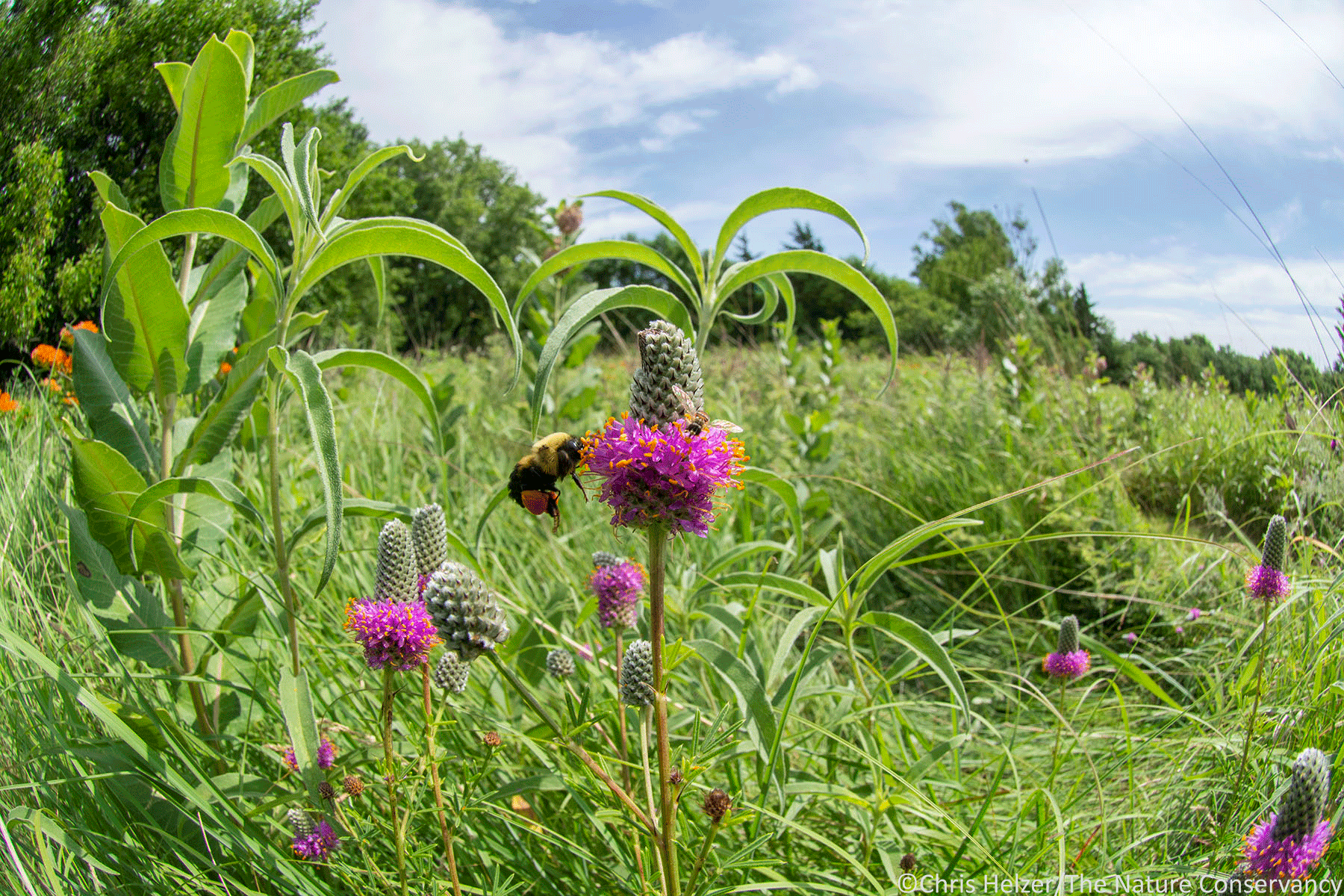 Bumble Bee Watching for Science and Family | The Prairie Ecologist